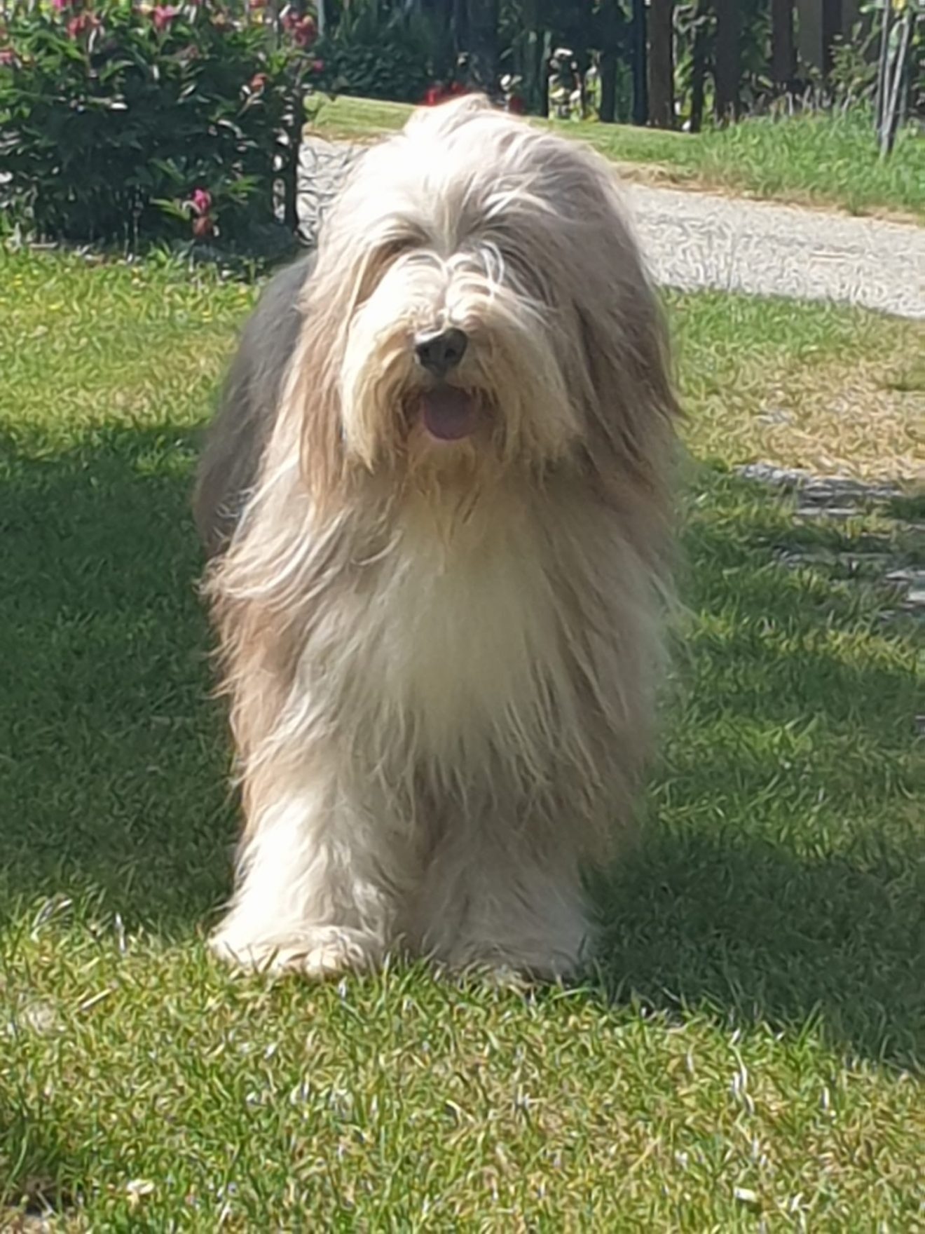 DER BEARDED COLLIE